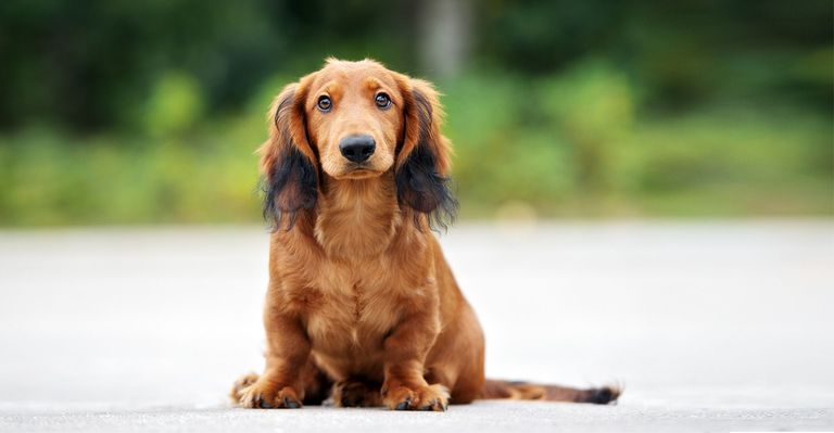 Focus sur le Teckel - Blog Ultra Premium Direct