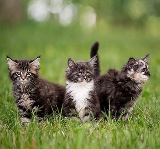 Focus sur les races - Blog Ultra Premium Direct