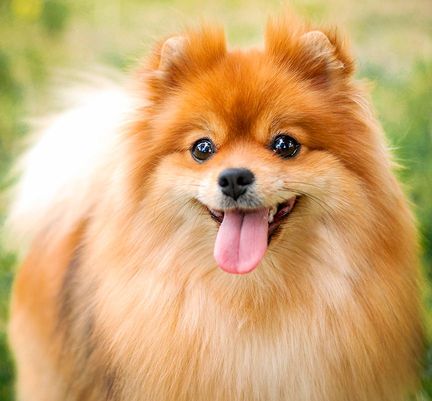 Focus sur le Pinscher Nain - Blog Ultra Premium Direct