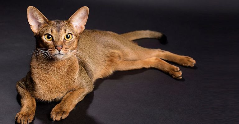 Abyssin : origine, caractère, alimentation & santé - Blog Ultra Premium ...