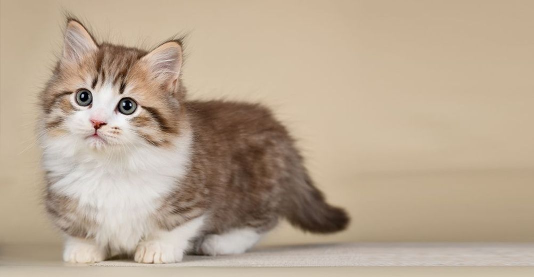 Munchkin : origines, caractéristiques, alimentation, santé - Blog Ultra ...