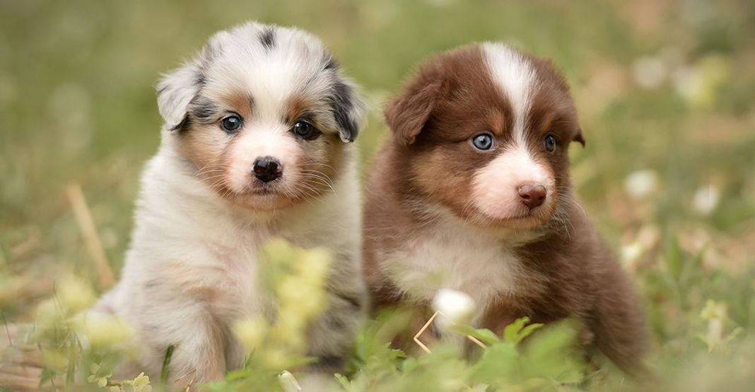 Nom De Chien 2022 Comment Trouver Le Meilleur Nom Blog Ultra Nom De Chien 2022 Comment Trouver Le Meilleur Nom Blog Ultra