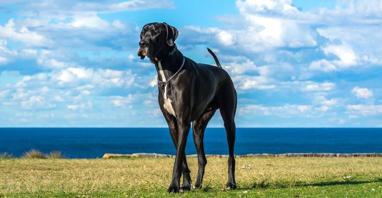 Dogue allemand : origines, caractère, santé, alimentation et soins ...